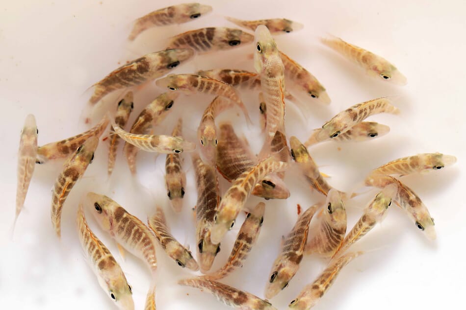 BAP finalises its new hatchery standards | The Fish Site