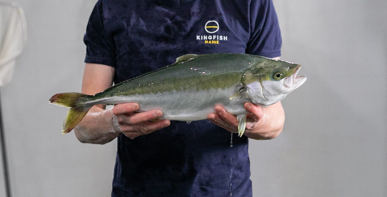 Kingfish Maine reports first yellowtail harvest | The Fish Site