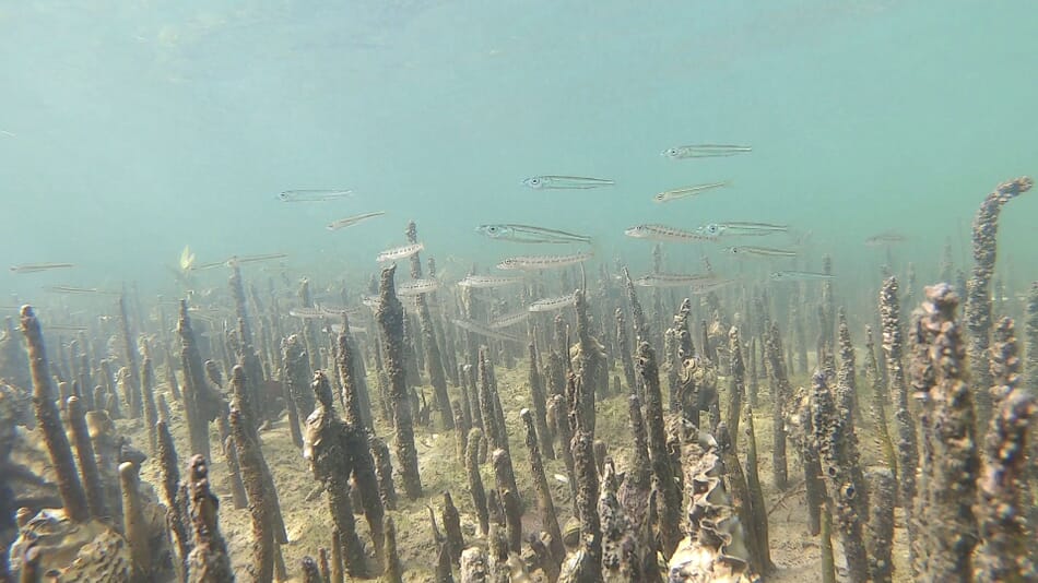 Shellfish restoration shown to improve Port Adelaide's ecosystem | The ...