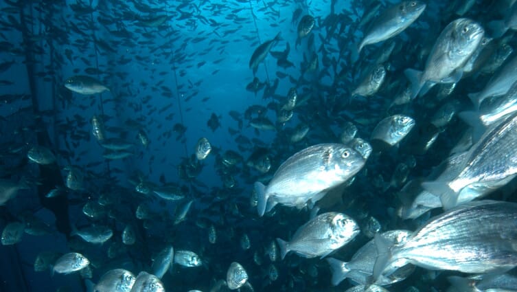 Study aims to improve welfare of Europe's top five farmed fish | The ...