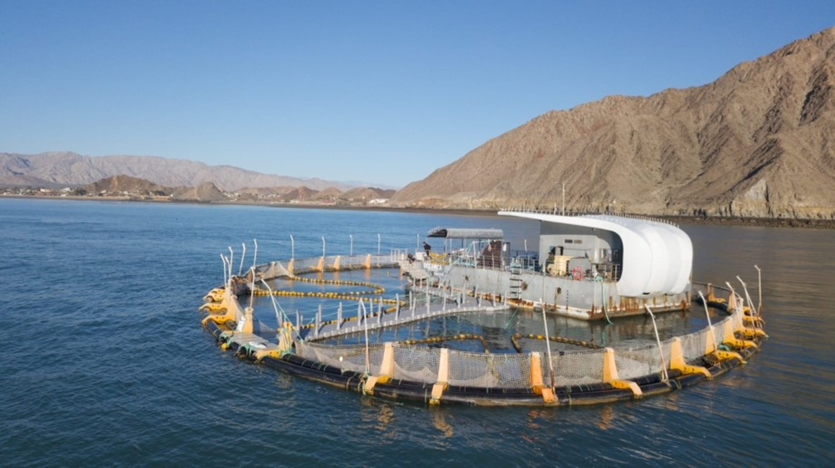 Can aquaculture save a species from extinction? | The Fish Site