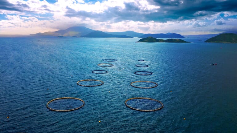 Study backs huge untapped potential of marine finfish farming in an era ...