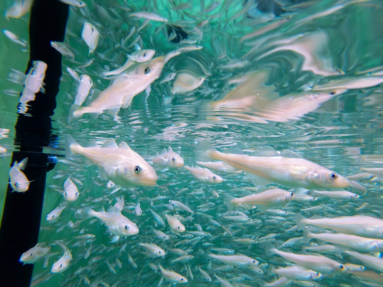 Nofima trials result in lower frequency of early sexual maturation in ...