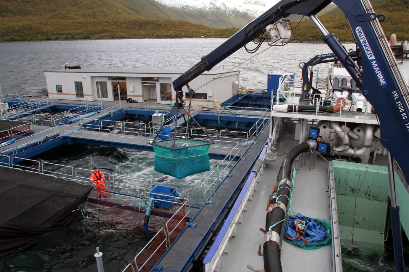 Can cod farming make a profit? | The Fish Site