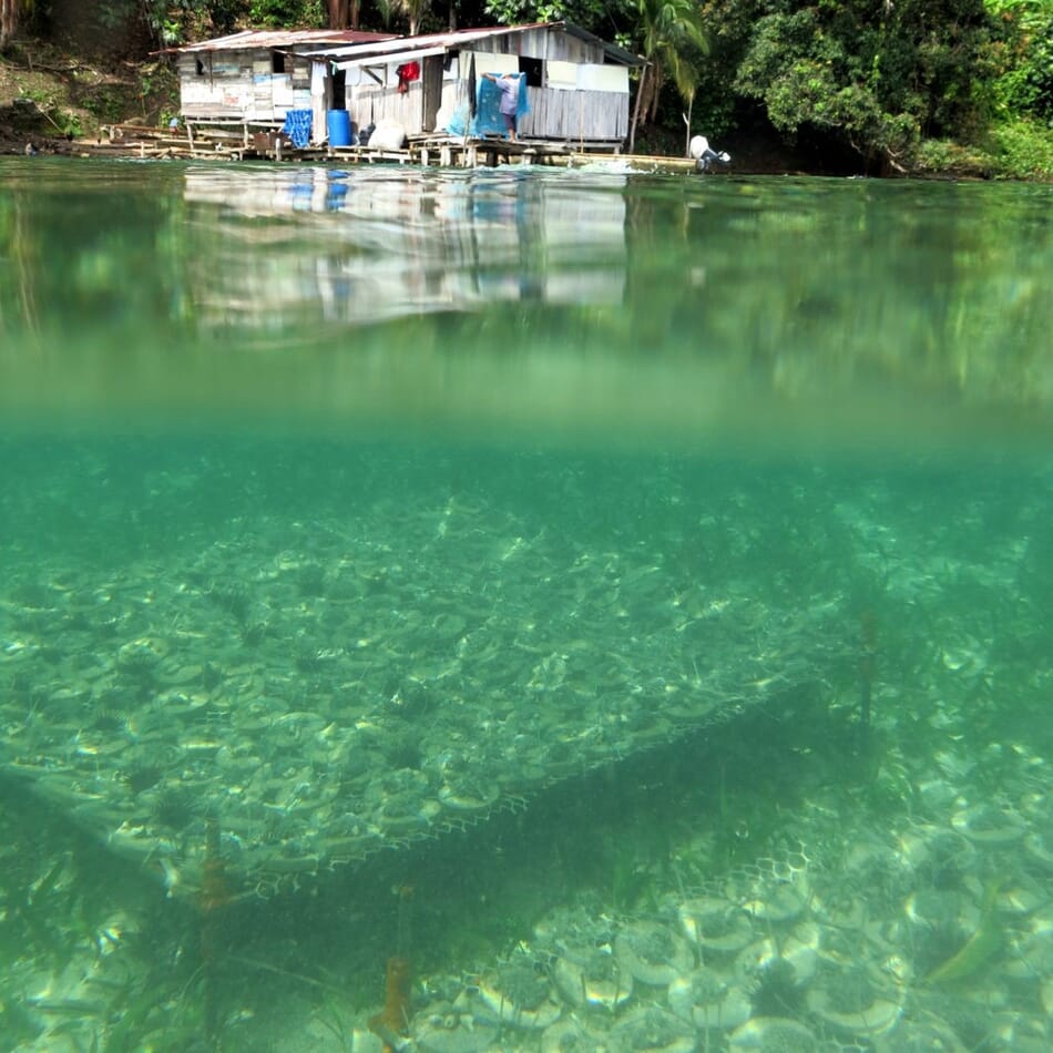 Culturing marine ornamentals: a $5 billion opportunity | The Fish Site