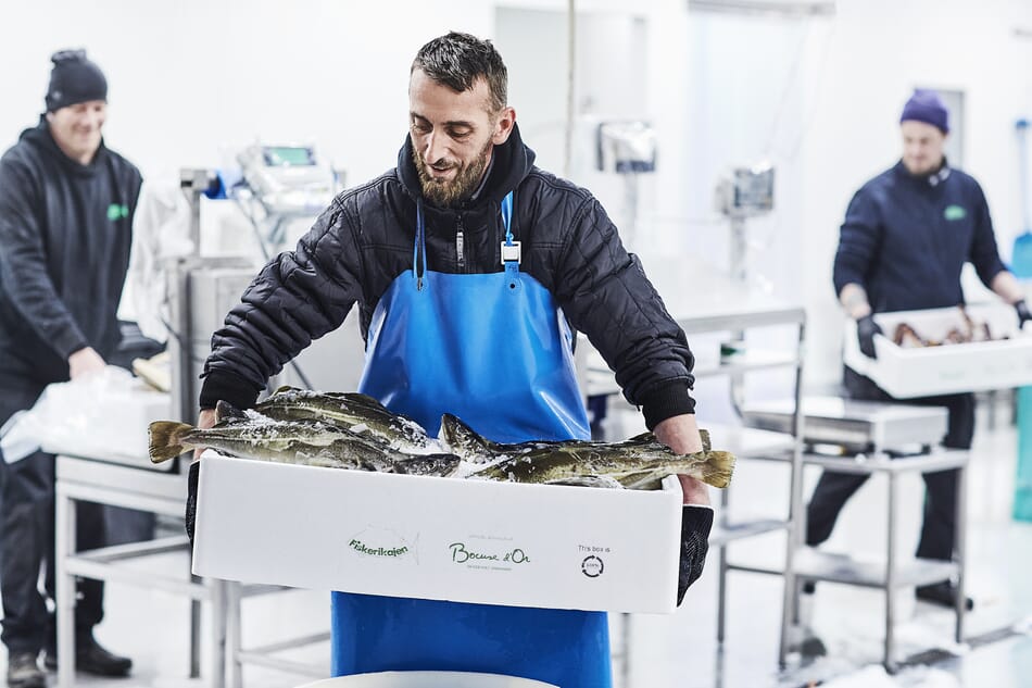 Fresh hope for commercial cod farming | The Fish Site