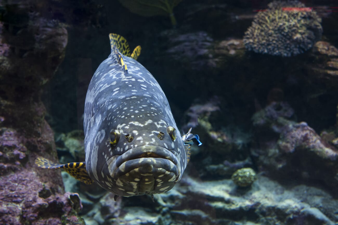 Why hybrid grouper could catch on with Vietnam’s fish farmers | The ...