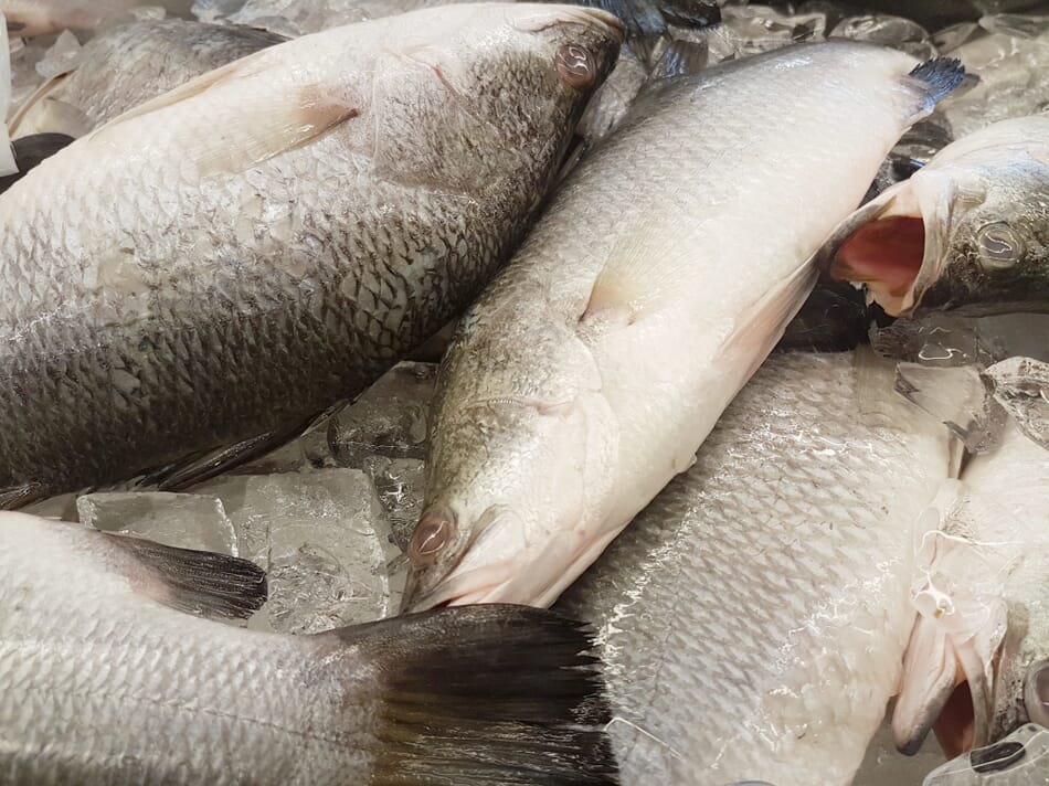 Kazakhstan unveils plans for 10,000-tonne barramundi farm | The Fish Site