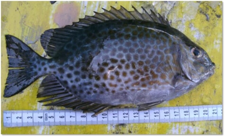 Assessing the potential of rabbitfish farming in the Philippines | The ...