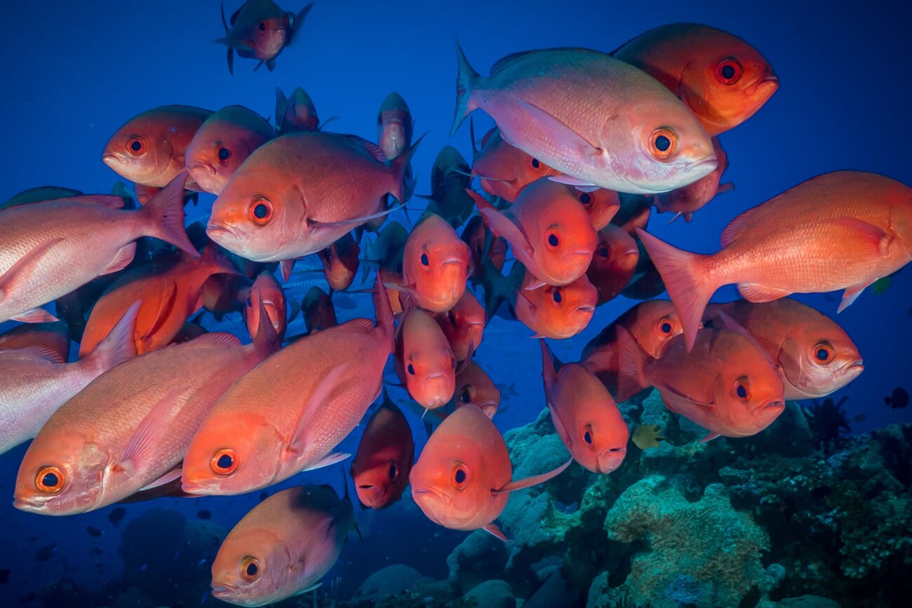 Researchers optimise feeds for red snapper aquaculture | The Fish Site