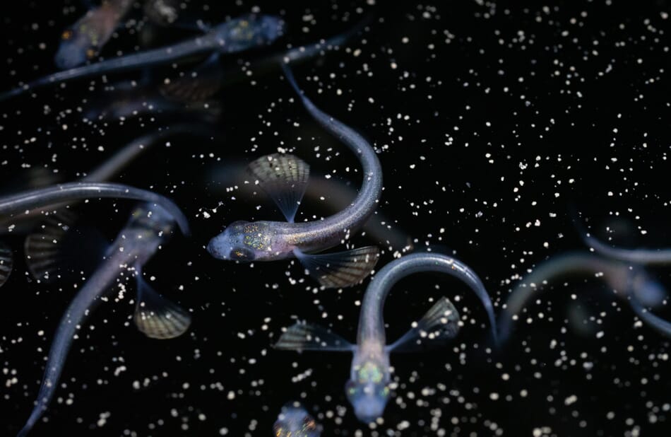 A bright future for black cod? | The Fish Site