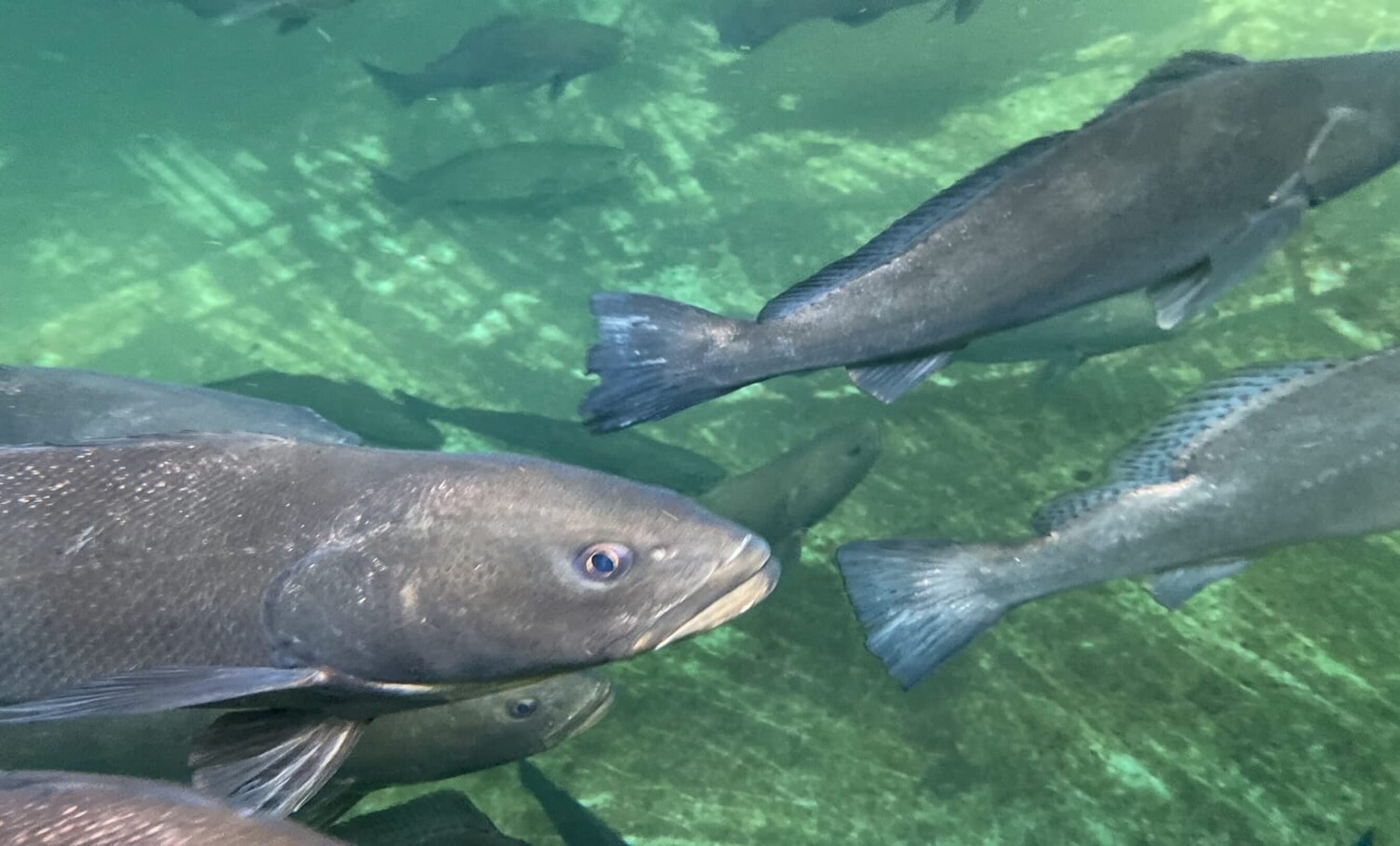 Can aquaculture save a species from extinction? | The Fish Site