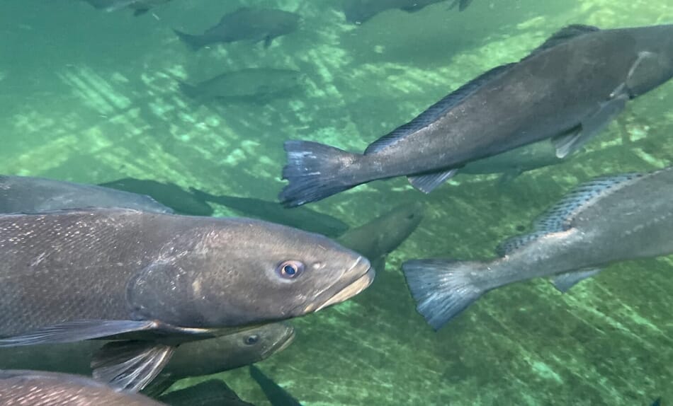 Can aquaculture save a species from extinction? | The Fish Site