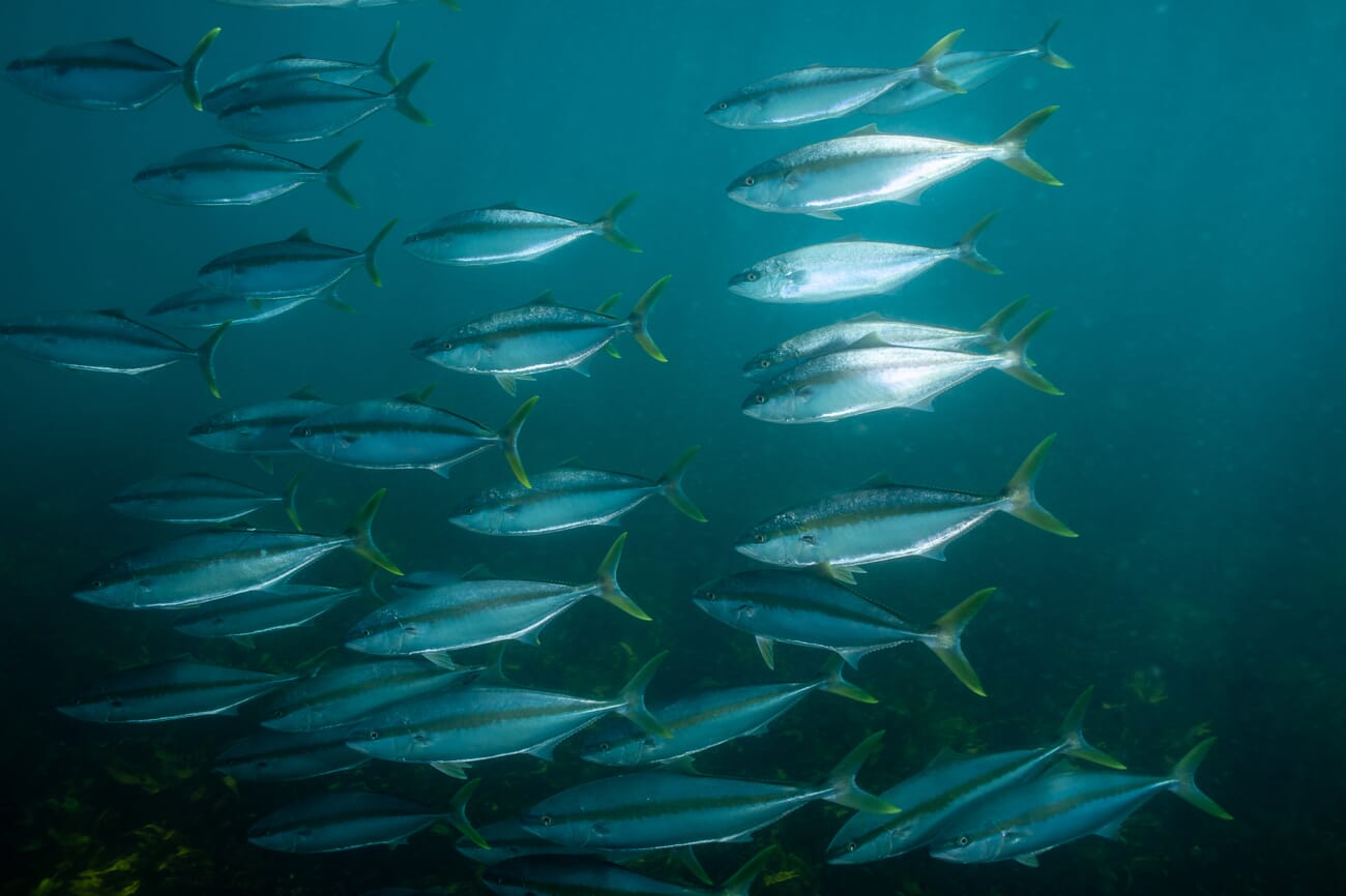 COVID helps to fast-track kingfish aquaculture development | The Fish Site