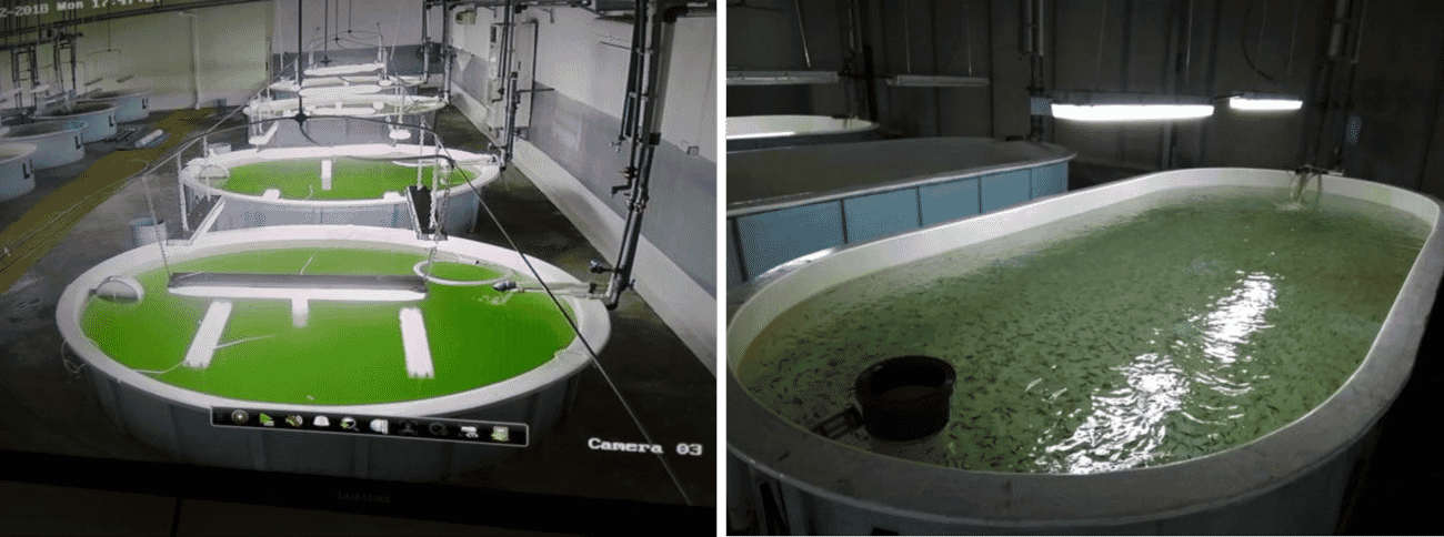 Milestone for Saudi bass and bream producer | The Fish Site