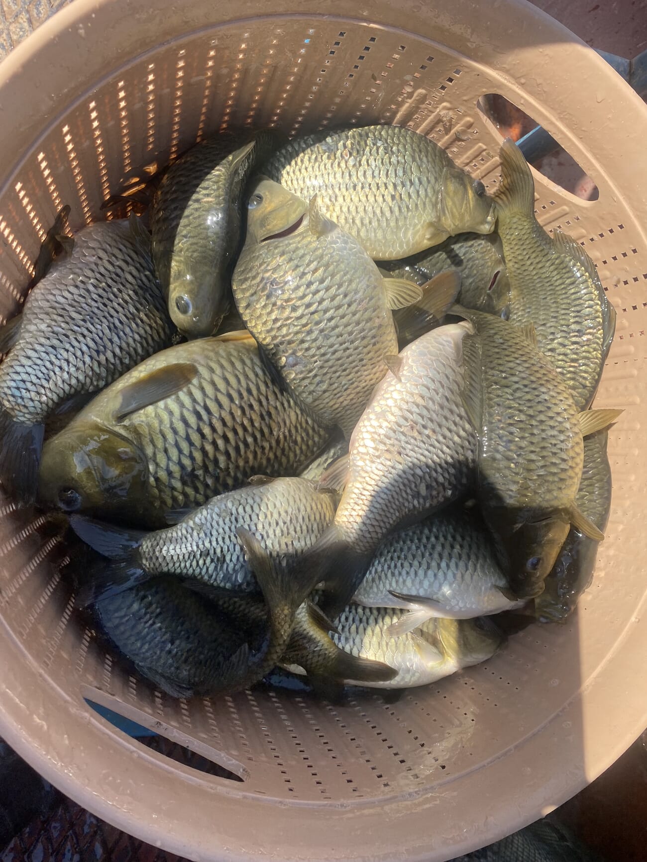 Can aquaculture help provide a more stable future for Iraq? | The Fish Site