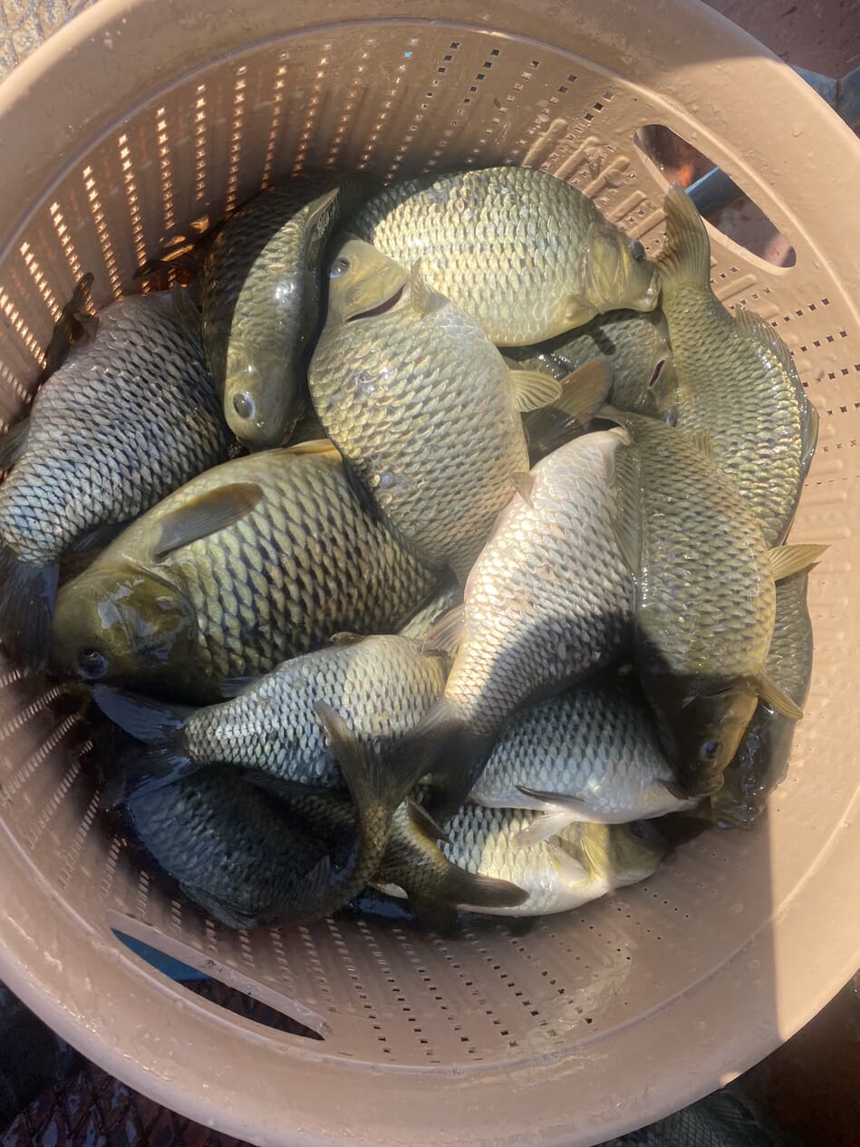 Can aquaculture help provide a more stable future for Iraq? | The Fish Site