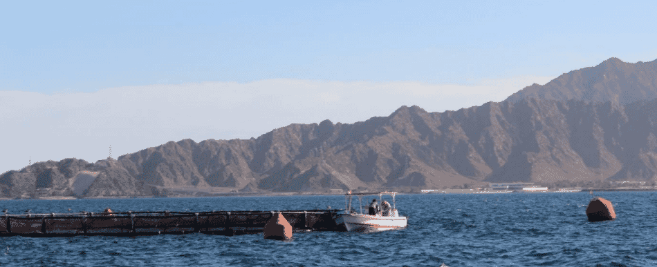 Emirates National Aquaculture aims to quadruple its production volumes ...