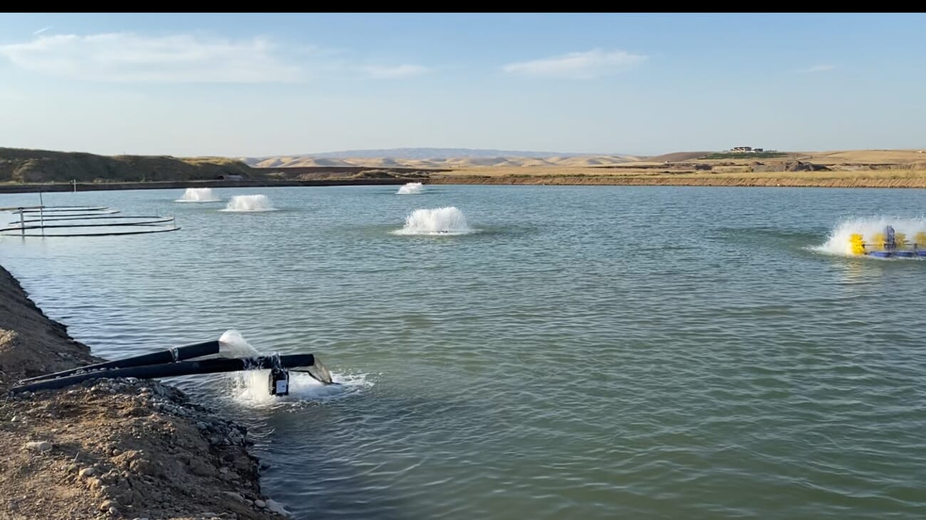 The Egyptian aiming to scale up Iraq’s carp farming sector | The Fish Site