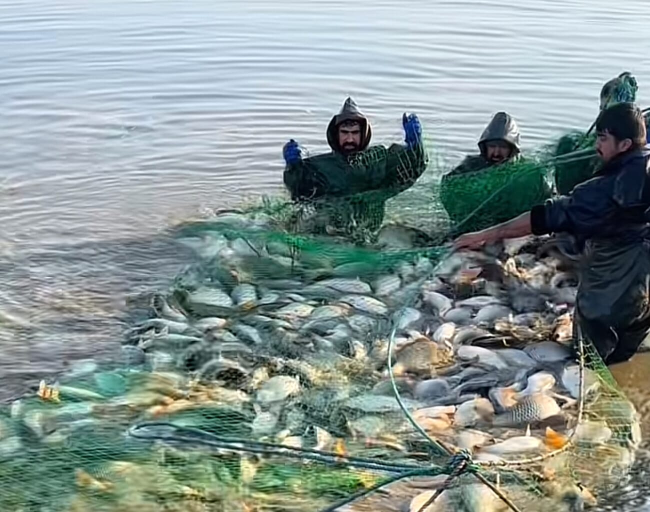 The Egyptian aiming to scale up Iraq’s carp farming sector | The Fish Site