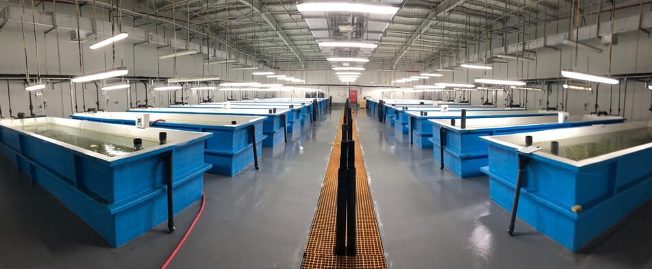 Dubai's aquaculture success story: Fish Farms LLC | The Fish Site