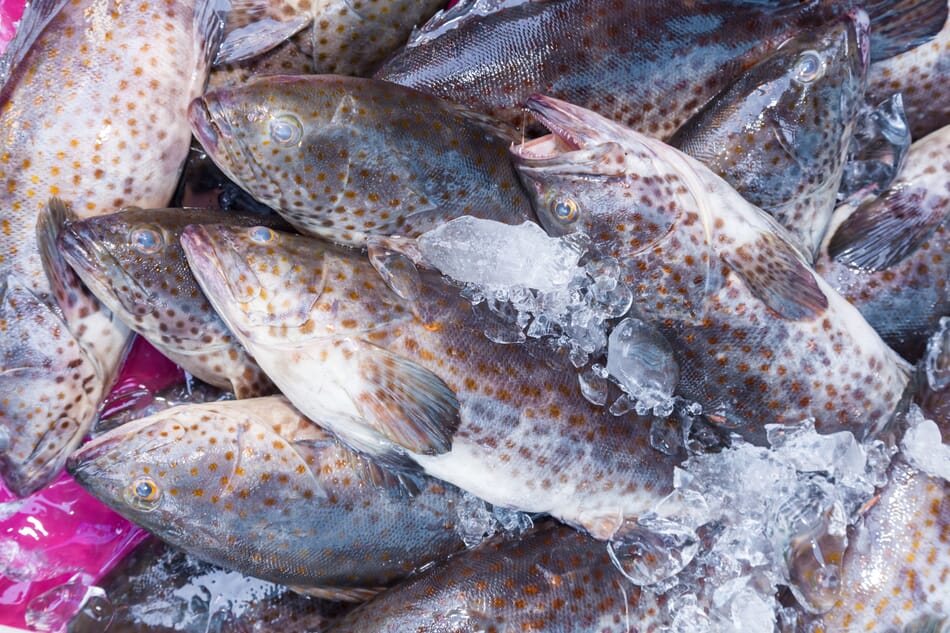 The case for grouper aquaculture in the UAE | The Fish Site