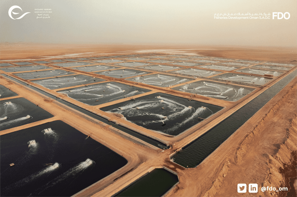 New partnership hopes to further boost Oman’s aquaculture sector | The ...
