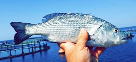 Major milestone for Saudi Arabian native bream reproduction | The Fish Site