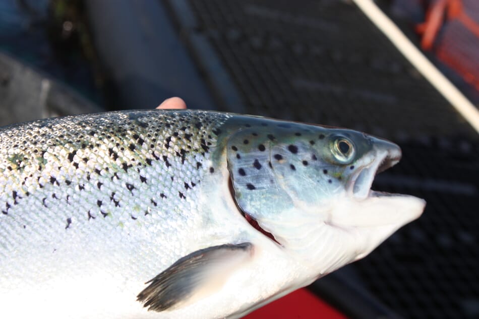 Scottish Salmon Co teams up with Hendrix | The Fish Site