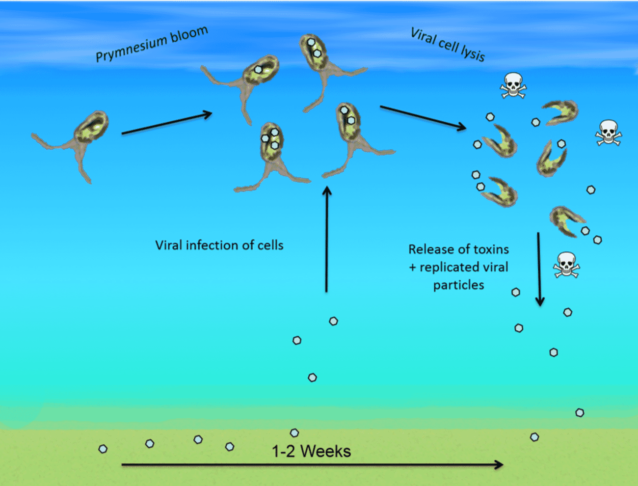 A “radical rethink” for tackling algal blooms | The Fish Site