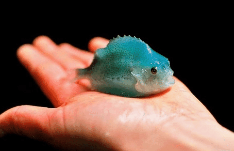 Liver shade linked to lumpfish welfare | The Fish Site