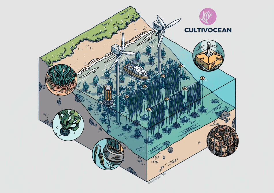 Why offshore wind is ripe for the UK’s seaweed sector | The Fish Site