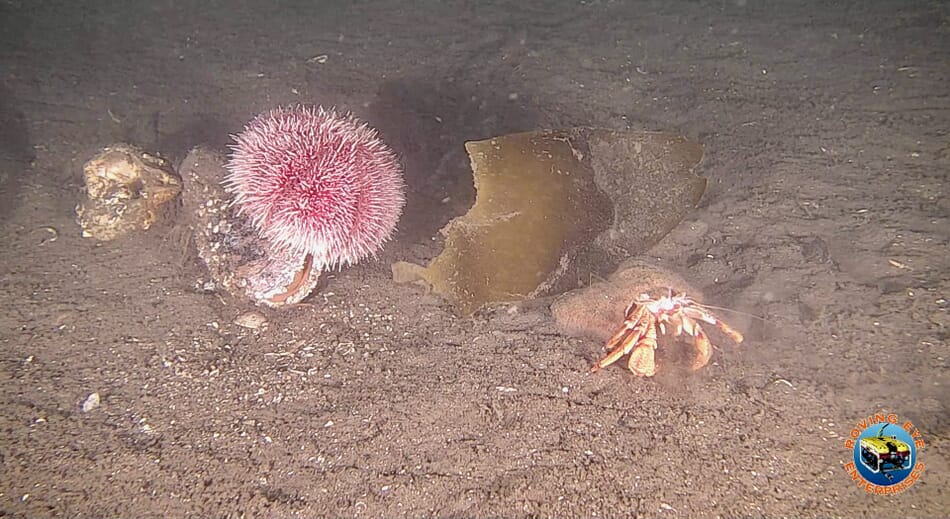 Research suggests rapid benthic recovery beneath fallow salmon farms ...