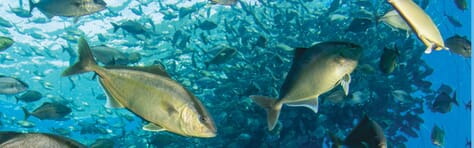 Offshore farmer reveals global seafood ambitions | The Fish Site