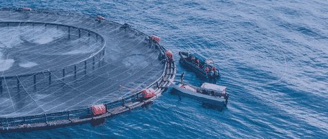 Offshore farmer reveals global seafood ambitions | The Fish Site