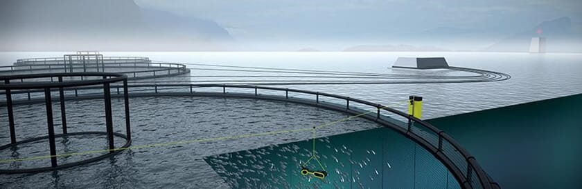 Optoscale weighs up significance of Innovation Award | The Fish Site