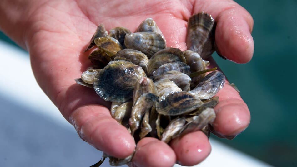 Maine’s Sea Grant programme announces $2.1 million in aquaculture ...