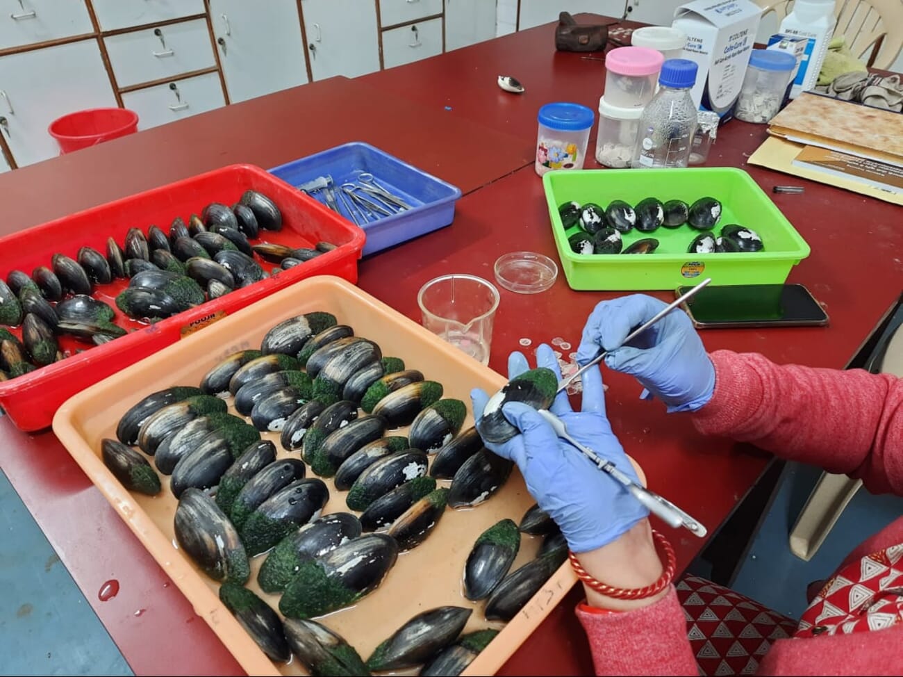 Pearl earnings: why mussel farming is booming amid lockdown in India ...