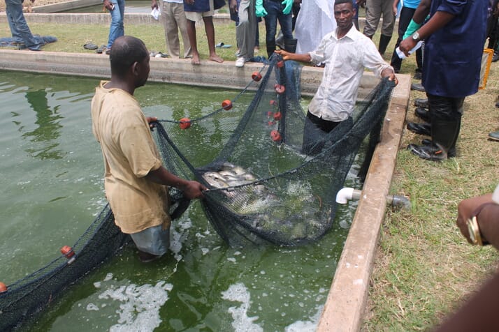 Feeding Ghana’s aquacultural growth | The Fish Site