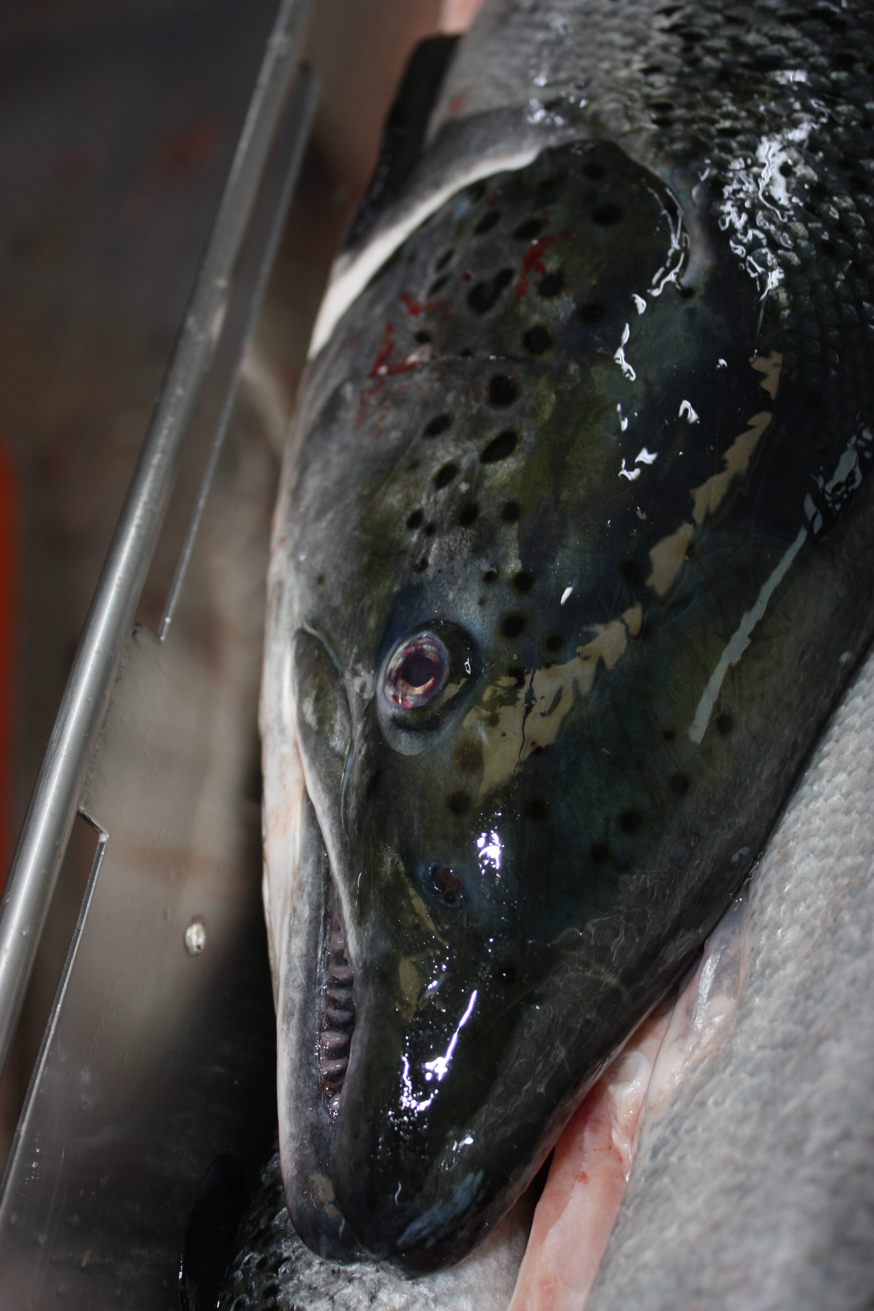 Aquaculture industry faces mounting pressure over farmed fish slaughter ...