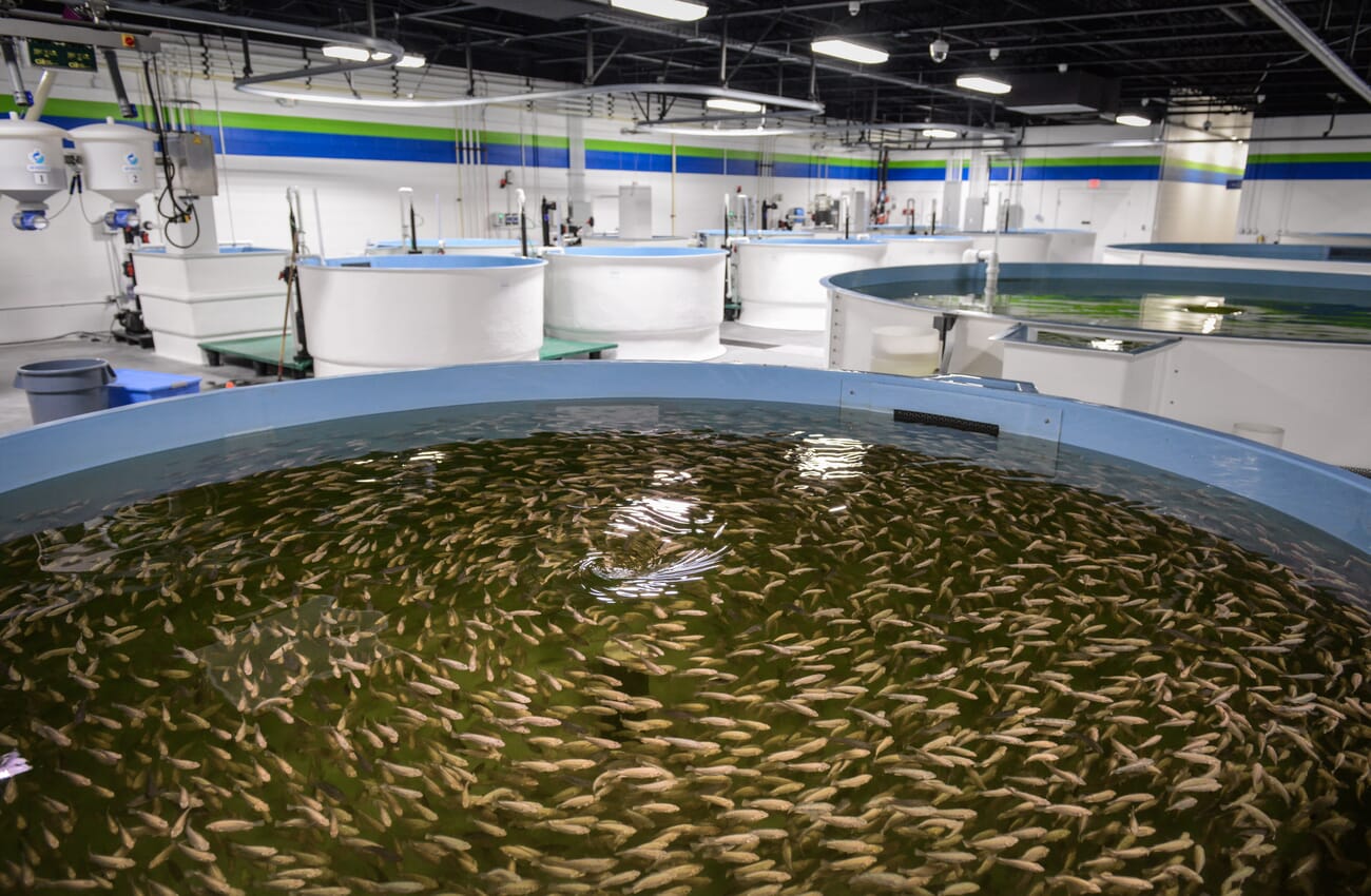 Top tips for setting up a recirculating aquaculture system (RAS) | The ...
