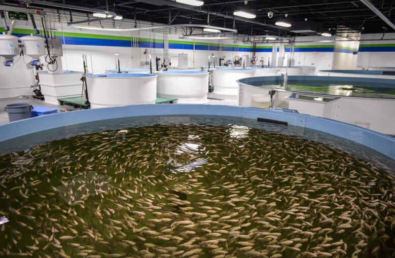Top tips for setting up a recirculating aquaculture system (RAS) | The ...