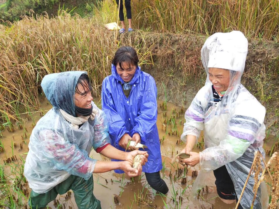 The time is ripe for rice-fish culture | The Fish Site