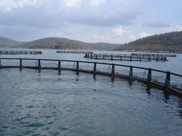 Russia to increase Far Eastern aquaculture | The Fish Site