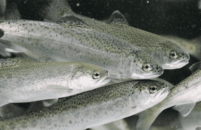 Atlantic Salmon Smolt