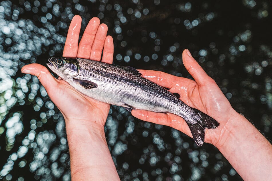 12 months: zero antibiotics | The Fish Site