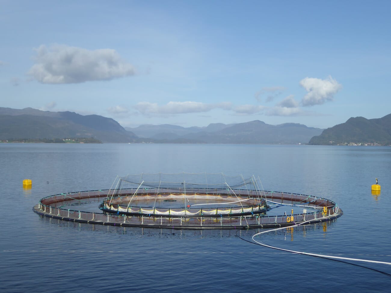 Solving salmon aquaculture’s $1 billion question | The Fish Site