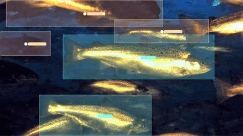 The benefits of using AI in land-based aquaculture? | The Fish Site