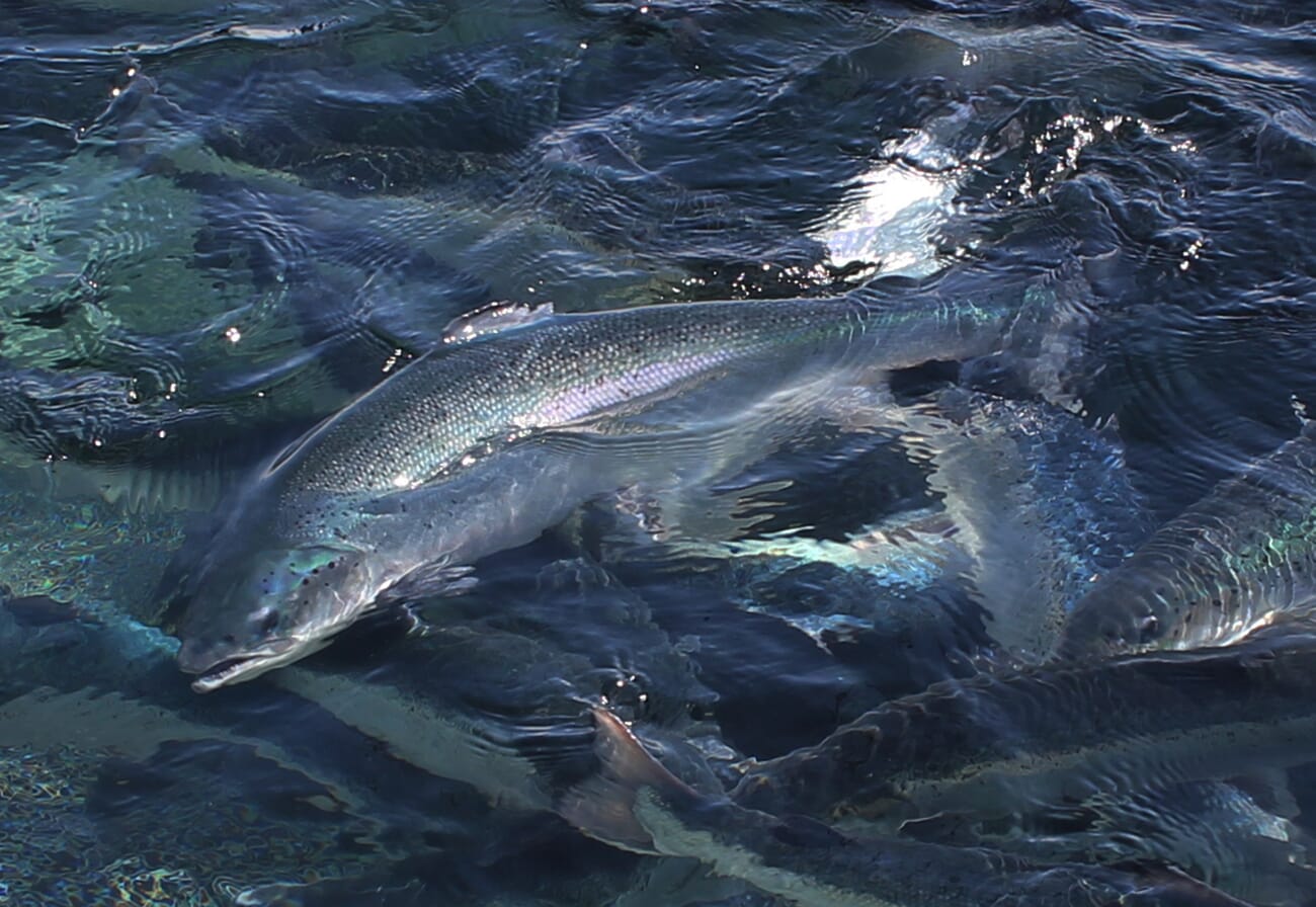 The secret species that could control ectoparasites in aquaculture ...