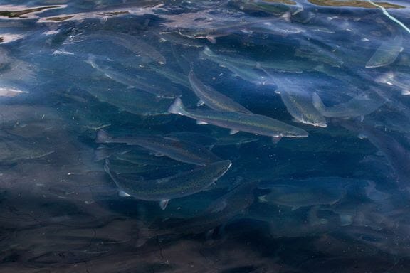 New guidance offered for maintaining salmon welfare during crowding ...